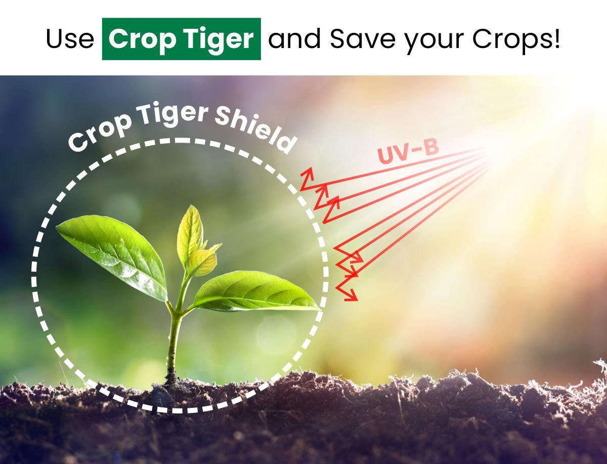 Steps to Protect Your Crops Against Ozone Depletion