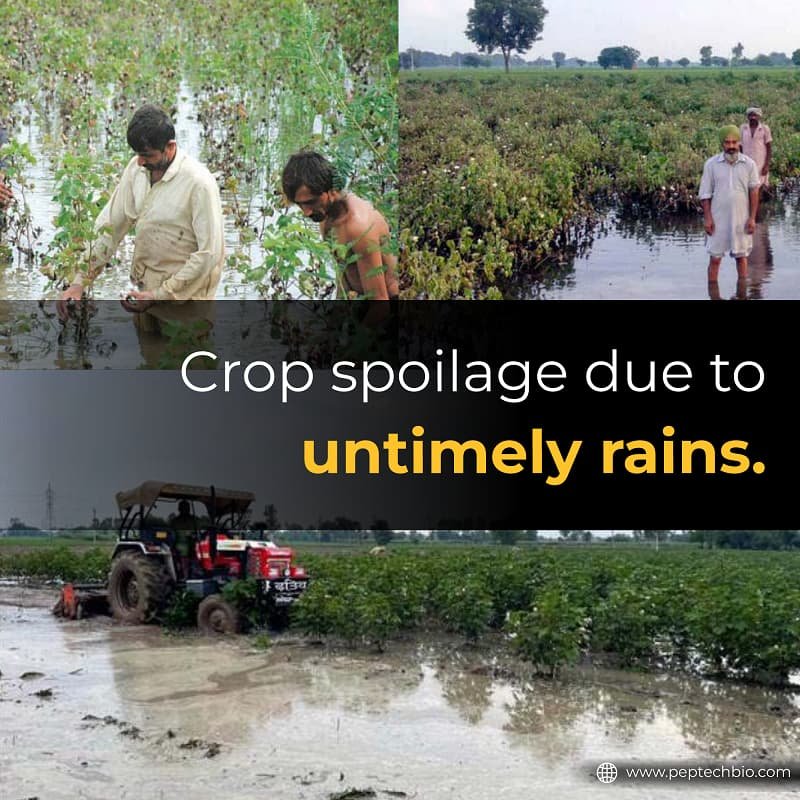 Heavy Rainfall, Kharif Season, Heavy Rains, Crop Compensation