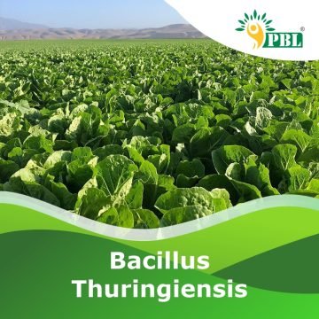 Bacillus thuringiensis | Manufacturer & Exporter - Peptech