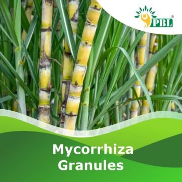 Bio Fertilizers: Organic Growth Boosters for Crops - Manufacturer ...